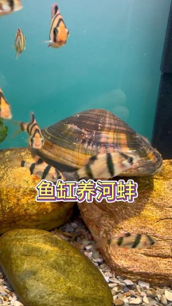 鱼缸养河蚌的危害_河蚌对水质的影响-第3张图片-山城妙识