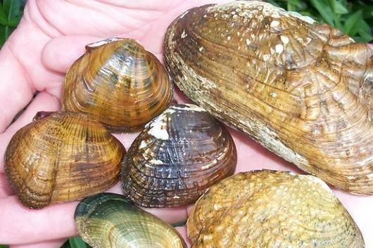 鱼缸养河蚌的危害_河蚌对水质的影响-第1张图片-山城妙识