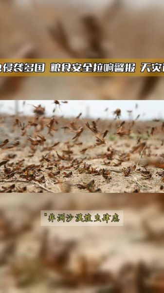 蝗虫怎么防治_蝗虫灾害预警方法-第3张图片-山城妙识