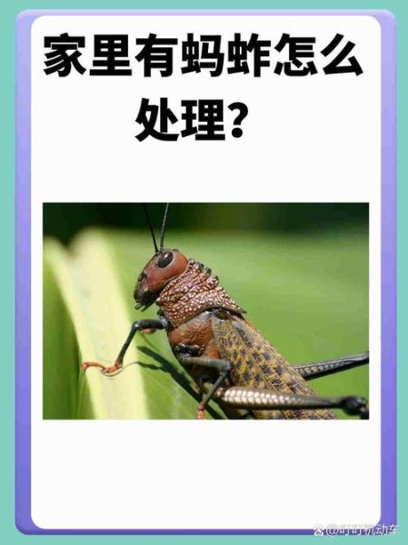 蝗虫怎么防治_蝗虫灾害预警方法-第2张图片-山城妙识