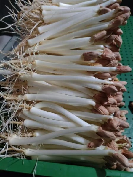 花生发芽了还能吃吗_花生芽有毒吗-第3张图片-山城妙识