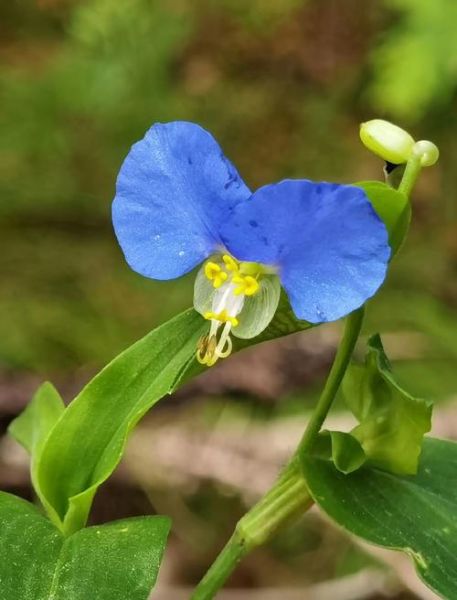 鸭跖草科有哪些植物_鸭跖草科和鸭跖草区别-第2张图片-山城妙识 鸭跖草科有哪些植物_鸭跖草科和鸭跖草区别-第2张图片-山城妙识