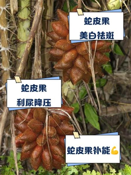 蛇皮果的功效与作用_蛇皮果的禁忌人群有哪些-第1张图片-山城妙识