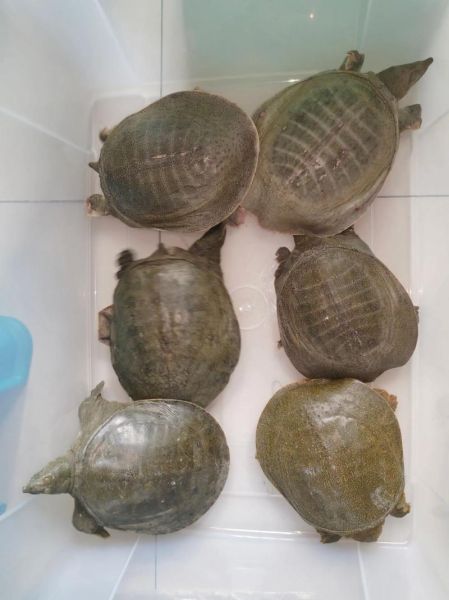 野生甲鱼怎么养_野生甲鱼能养活吗-第2张图片-山城妙识