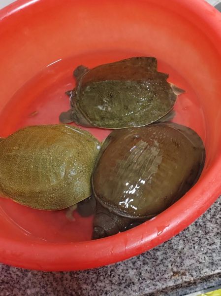 野生甲鱼怎么养_野生甲鱼能养活吗-第1张图片-山城妙识