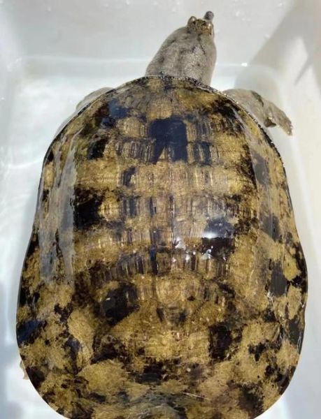 野生甲鱼怎么养_野生甲鱼能养活吗-第3张图片-山城妙识