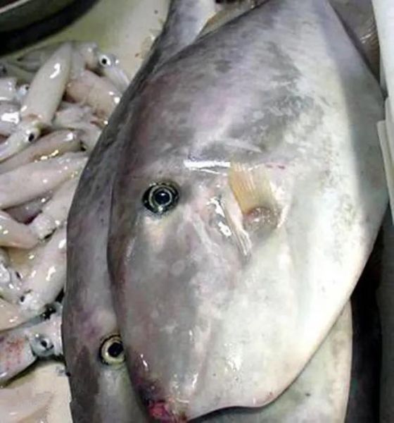 大剥皮鱼怎么做好吃_大剥皮鱼的家常做法-第2张图片-山城妙识