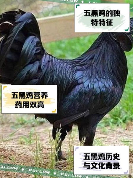 五黑鸡养殖的缺点有哪些_五黑鸡养殖风险大吗-第1张图片-山城妙识