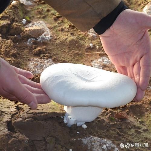 白灵菇是什么_白灵菇的功效与作用-第3张图片-山城妙识