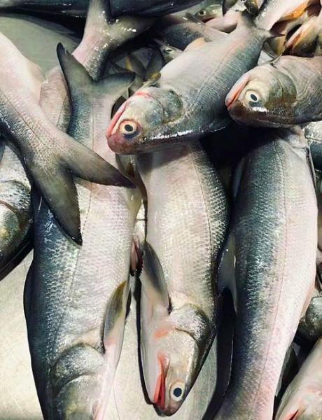 马友鱼多少钱一斤_马友鱼怎么做好吃-第2张图片-山城妙识 马友鱼多少钱一斤_马友鱼怎么做好吃-第2张图片-山城妙识