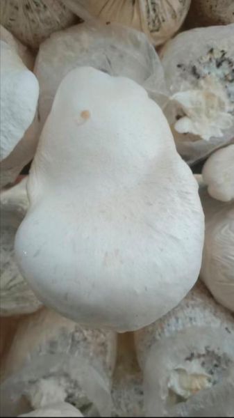 白灵菇是什么_白灵菇的功效与作用-第2张图片-山城妙识