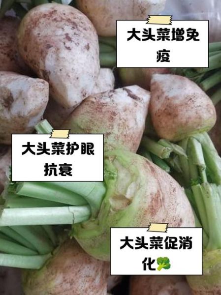 青菜头有什么功效_青菜头的作用与禁忌-第2张图片-山城妙识
