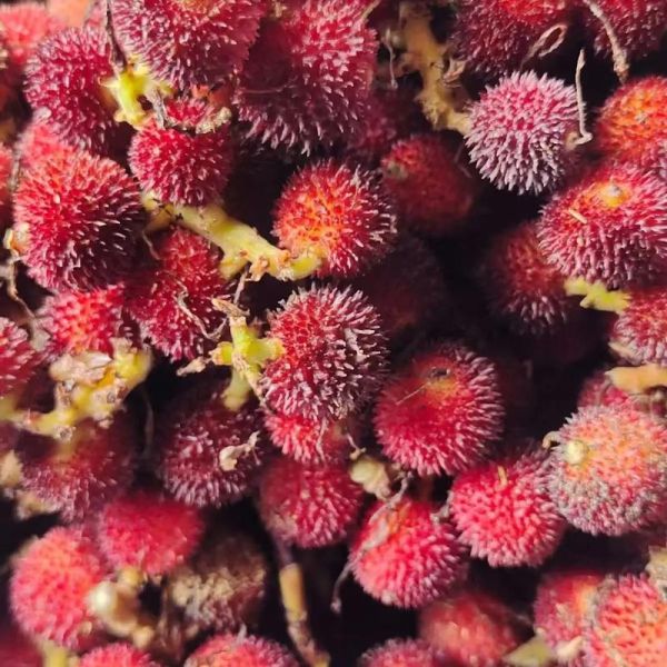 砂仁树长什么样_砂仁树图片怎么识别-第1张图片-山城妙识