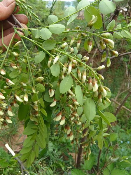 洋槐花能吃吗_洋槐花有毒吗-第1张图片-山城妙识