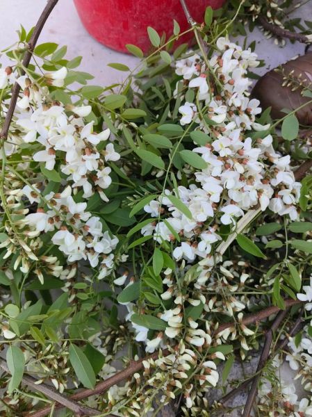 洋槐花能吃吗_洋槐花有毒吗-第2张图片-山城妙识