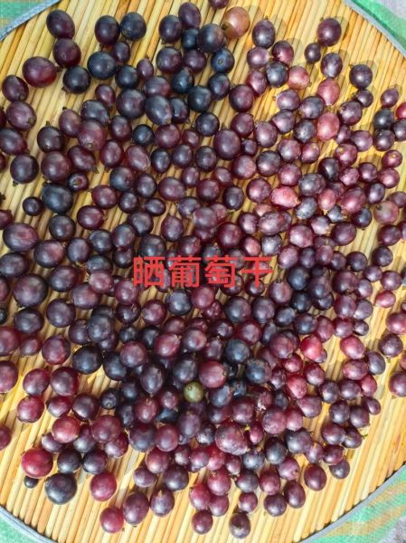 自酿葡萄酒方法窍门_自酿葡萄酒常见问题-第3张图片-山城妙识