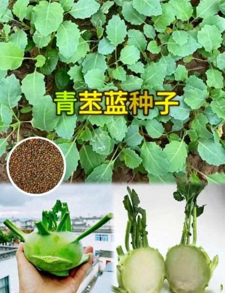 苤蓝什么时候种_苤蓝种植方法详解-第2张图片-山城妙识