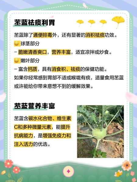 苤蓝什么时候种_苤蓝种植方法详解-第1张图片-山城妙识