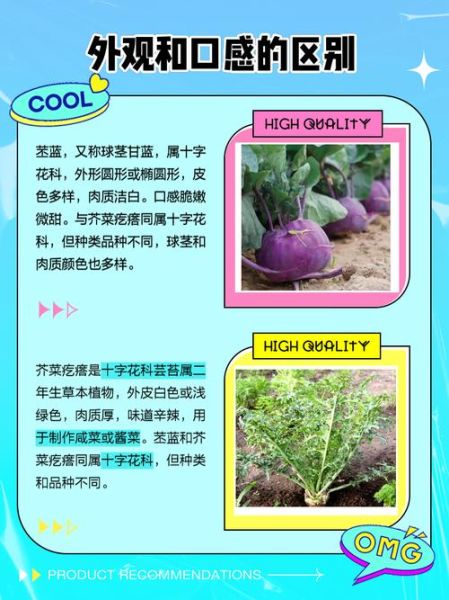 苤蓝什么时候种_苤蓝种植方法详解-第3张图片-山城妙识