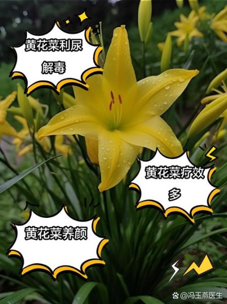 黄花菜的功效与作用及食用方法_孕妇可以吃黄花菜吗-第3张图片-山城妙识