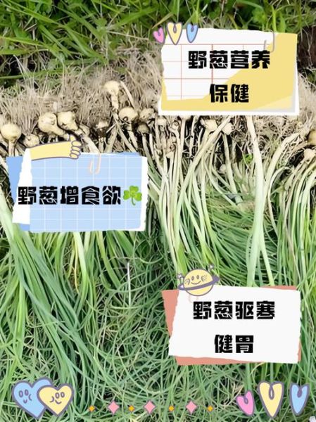 野葱头能降血糖吗_野葱头怎么吃效果最好-第1张图片-山城妙识