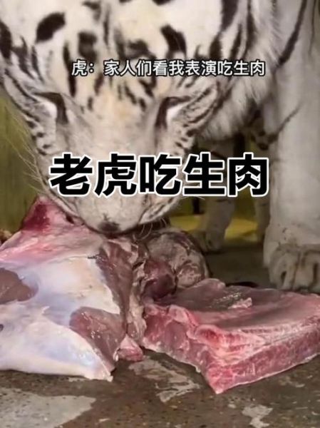 虎肉能吃吗_虎肉为什么不能吃-第1张图片-山城妙识
