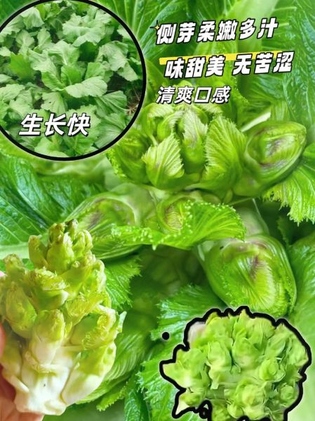 儿菜种植时间_儿菜怎么种才能高产-第3张图片-山城妙识