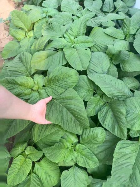 苋菜长什么样子_苋菜叶片颜色有几种-第1张图片-山城妙识