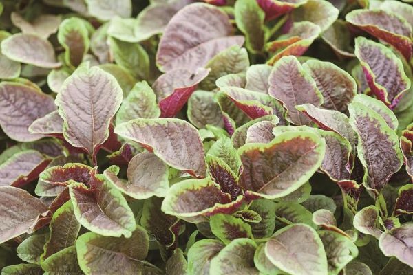 苋菜长什么样子_苋菜叶片颜色有几种-第2张图片-山城妙识