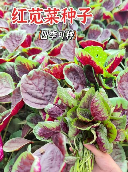 苋菜长什么样子_苋菜叶片颜色有几种-第3张图片-山城妙识