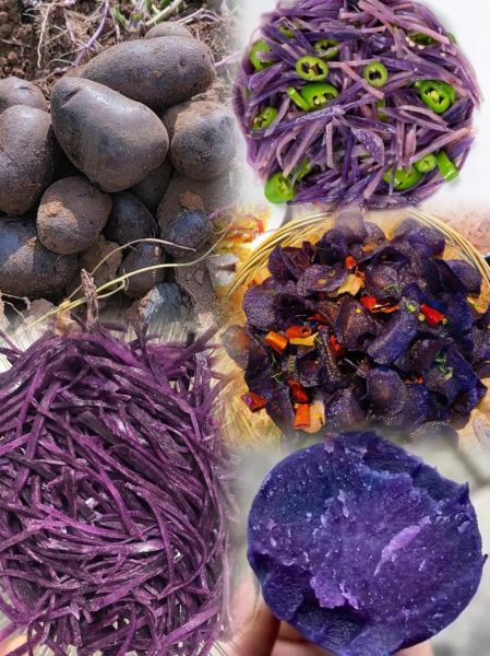 黑美人土豆怎么种_黑美人土豆营养价值高吗-第1张图片-山城妙识 黑美人土豆怎么种_黑美人土豆营养价值高吗-第1张图片-山城妙识