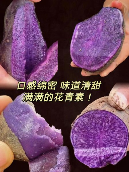 黑美人土豆怎么种_黑美人土豆营养价值高吗-第2张图片-山城妙识 黑美人土豆怎么种_黑美人土豆营养价值高吗-第2张图片-山城妙识