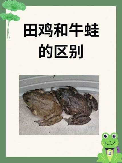 牛蛙和田鸡的区别_哪个更好吃-第2张图片-山城妙识