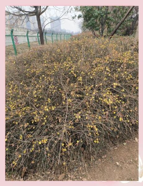 迎春花什么时候开花_迎春花怎么养-第2张图片-山城妙识