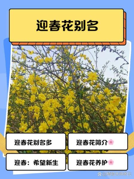 迎春花什么时候开花_迎春花怎么养-第1张图片-山城妙识