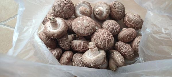 小花菇多少钱一斤_小花菇价格为什么差距大-第2张图片-山城妙识