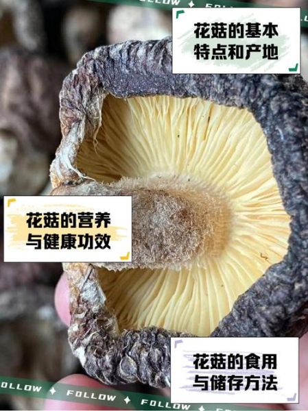 小花菇多少钱一斤_小花菇价格为什么差距大-第3张图片-山城妙识