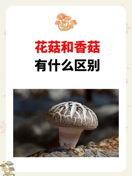 香菇和花菇哪个营养更高_区别到底在哪-第2张图片-山城妙识