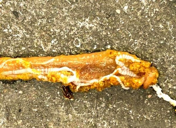 猪肉绦虫怎么治疗_吃什么药能彻底驱虫-第3张图片-山城妙识