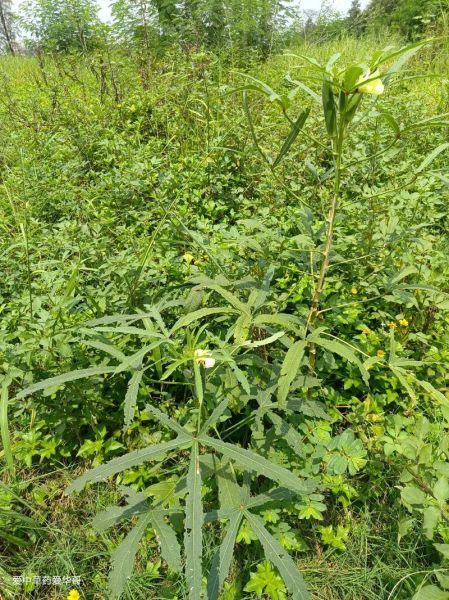 野生秋葵的功效与作用_野生秋葵怎么吃-第1张图片-山城妙识