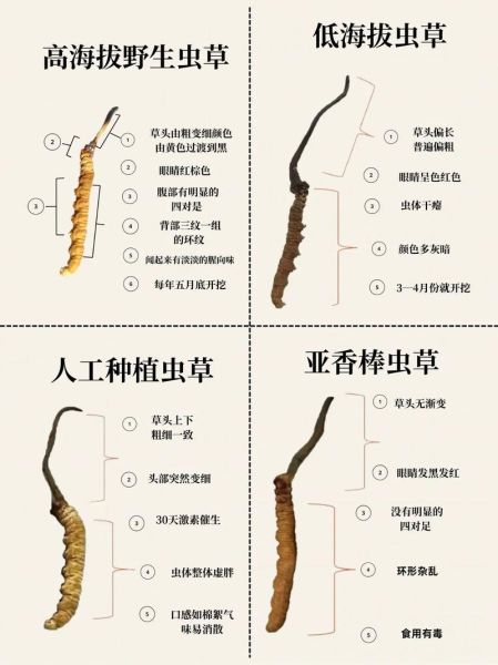 冬虫夏草是怎么形成的_冬虫夏草形成过程详解-第1张图片-山城妙识