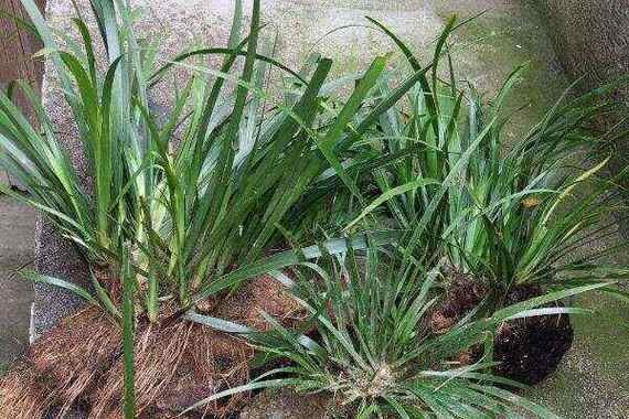 菖蒲怎么读_菖蒲拼音是什么-第1张图片-山城妙识 菖蒲怎么读_菖蒲拼音是什么-第1张图片-山城妙识