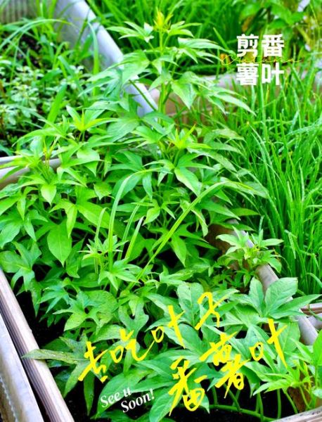 番薯叶怎么摘叶子_番薯叶采摘技巧-第1张图片-山城妙识