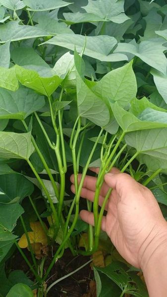 番薯叶怎么摘叶子_番薯叶采摘技巧-第2张图片-山城妙识