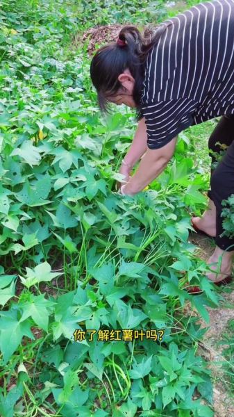 番薯叶怎么摘叶子_番薯叶采摘技巧-第3张图片-山城妙识