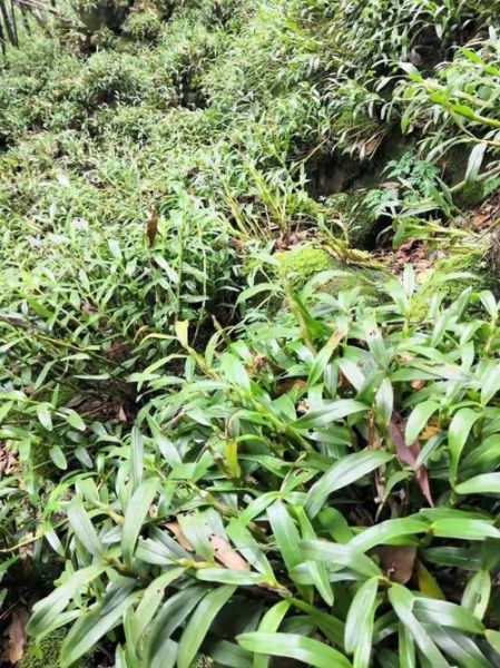 金钗石斛多少钱一斤_金钗石斛价格行情-第1张图片-山城妙识 金钗石斛多少钱一斤_金钗石斛价格行情-第1张图片-山城妙识