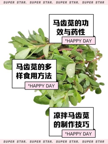 马齿苋野菜怎么吃_马齿苋有哪些功效-第1张图片-山城妙识 马齿苋野菜怎么吃_马齿苋有哪些功效-第1张图片-山城妙识