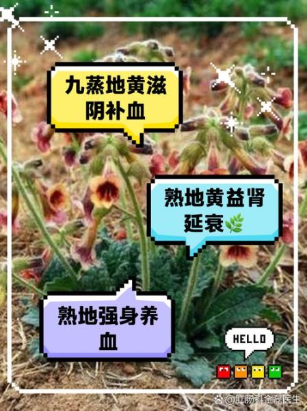 熟地黄的功效与作用_熟地黄主治哪些疾病-第2张图片-山城妙识