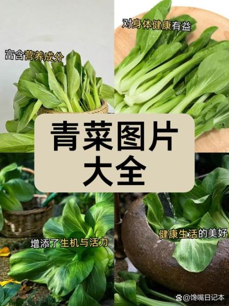 青菜种类大全_哪种青菜最营养-第1张图片-山城妙识 青菜种类大全_哪种青菜最营养-第1张图片-山城妙识