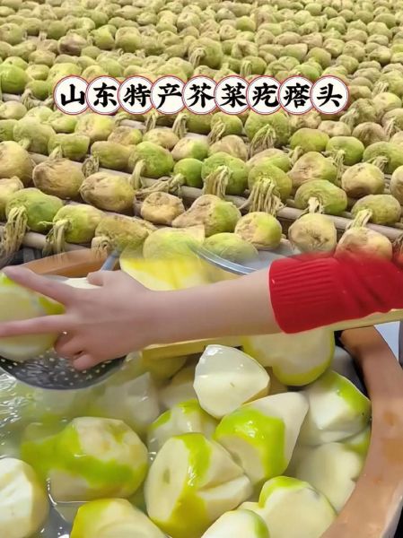 芥菜头图片根图片大全_芥菜头怎么区分品种-第3张图片-山城妙识